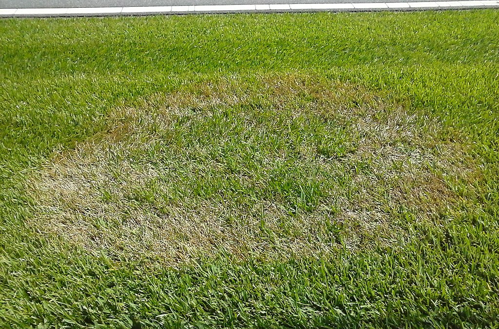 Why Is My Grass Turning Brown And How Do I Fix It